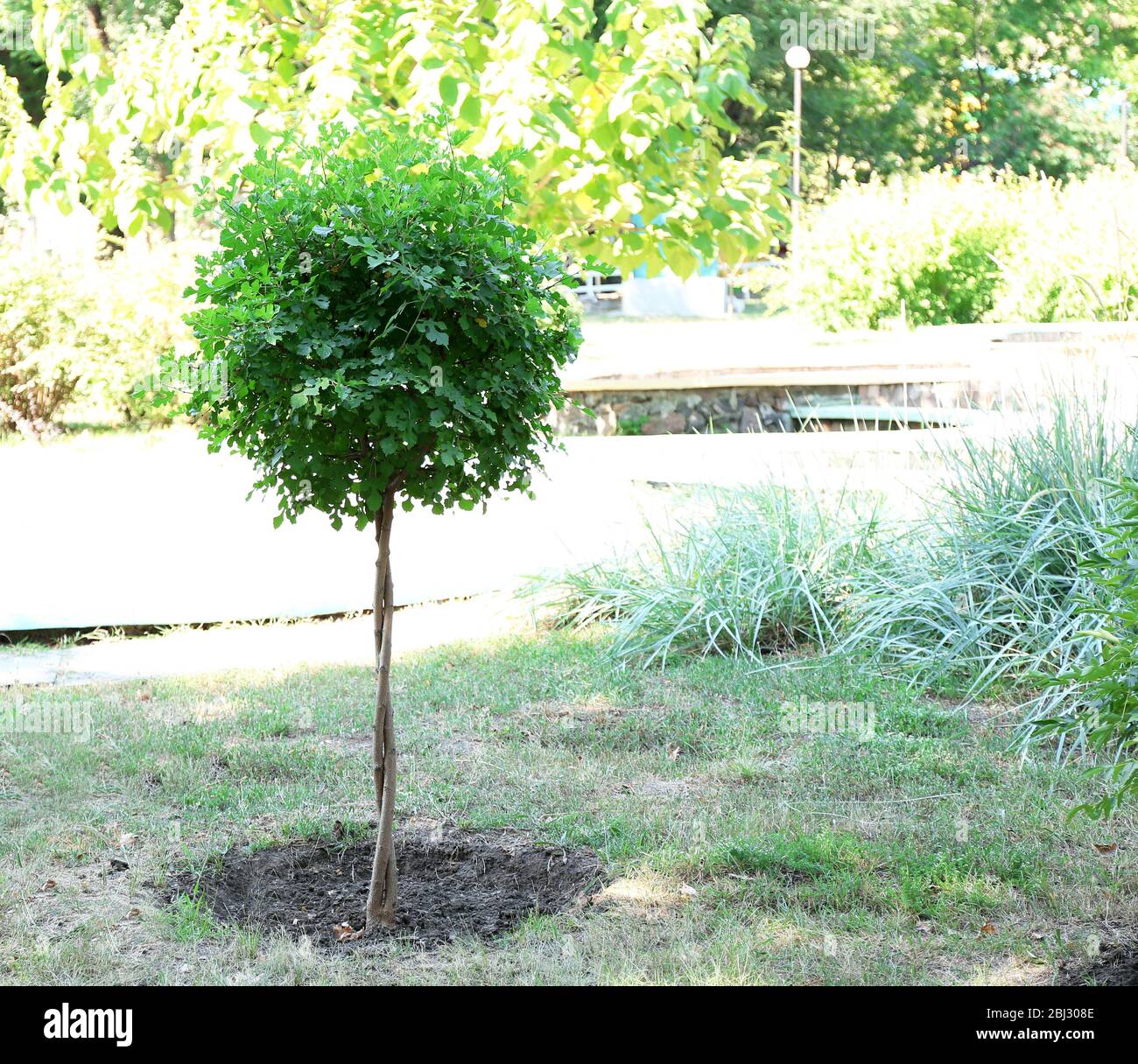 Round upper branches of tree in the park Stock Photo - Alamy