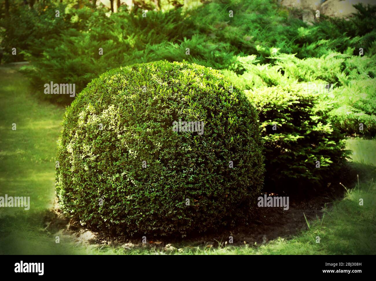Round bush in the park Stock Photo - Alamy