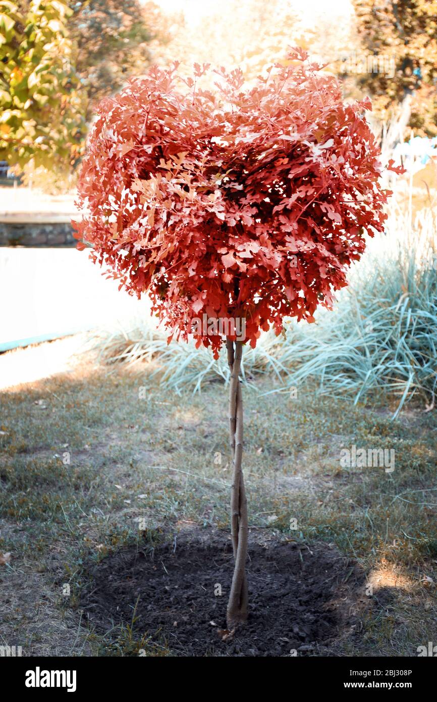 Heart shaped tree in park Stock Photo - Alamy
