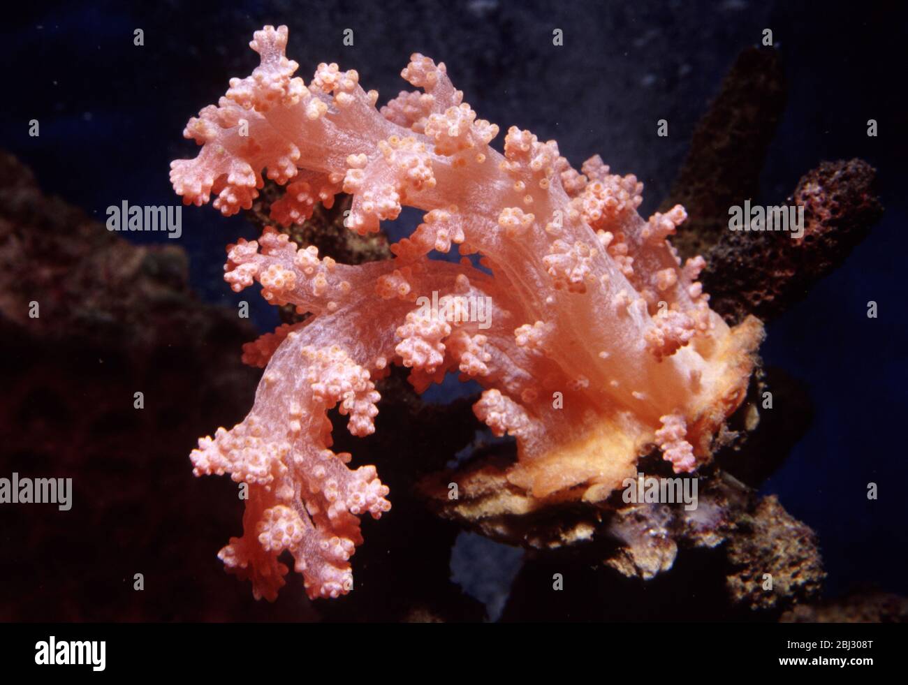 Scleronephthya hi-res stock photography and images - Alamy