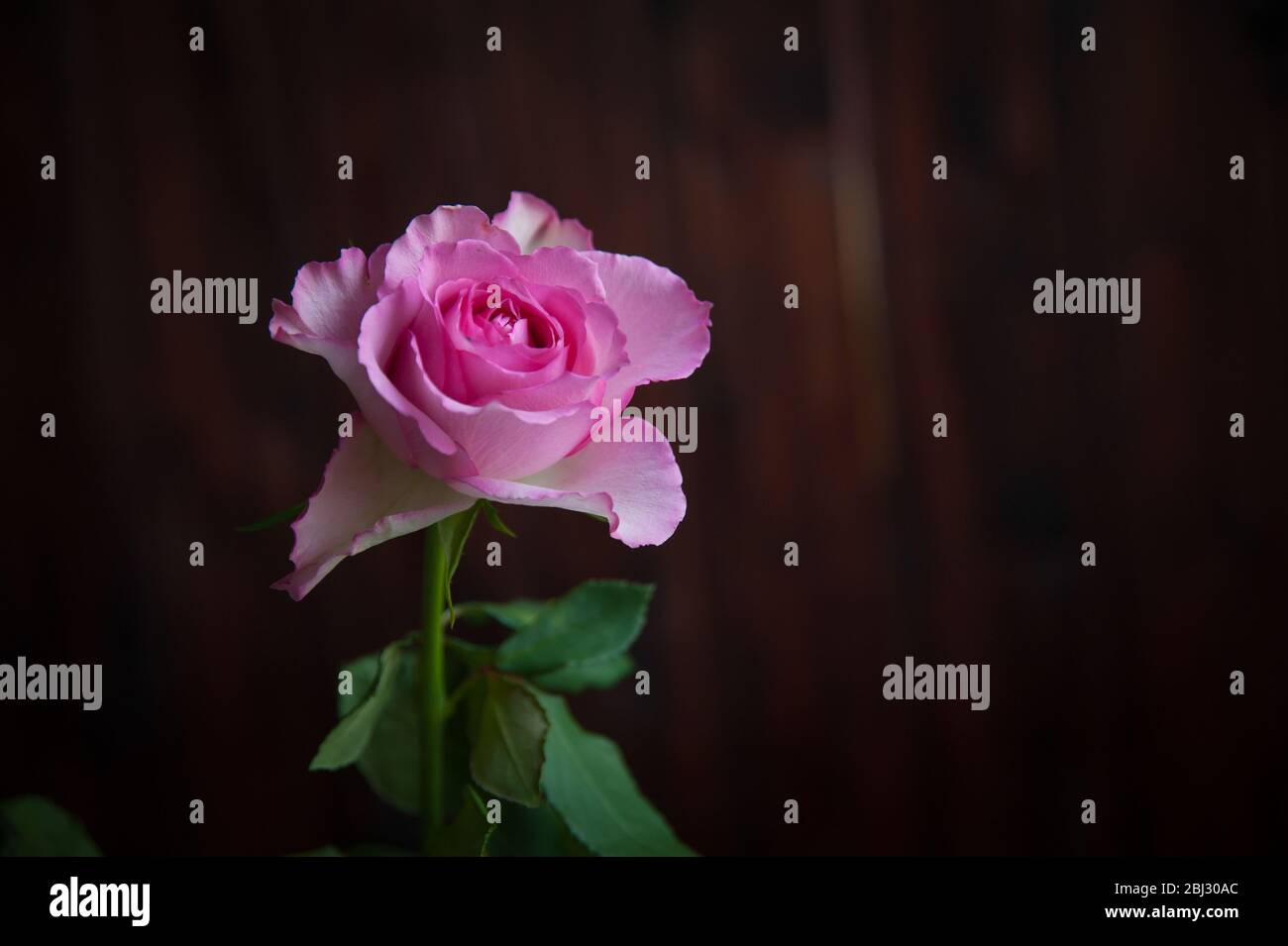 one pink rose on a dark background close-up Stock Photo - Alamy