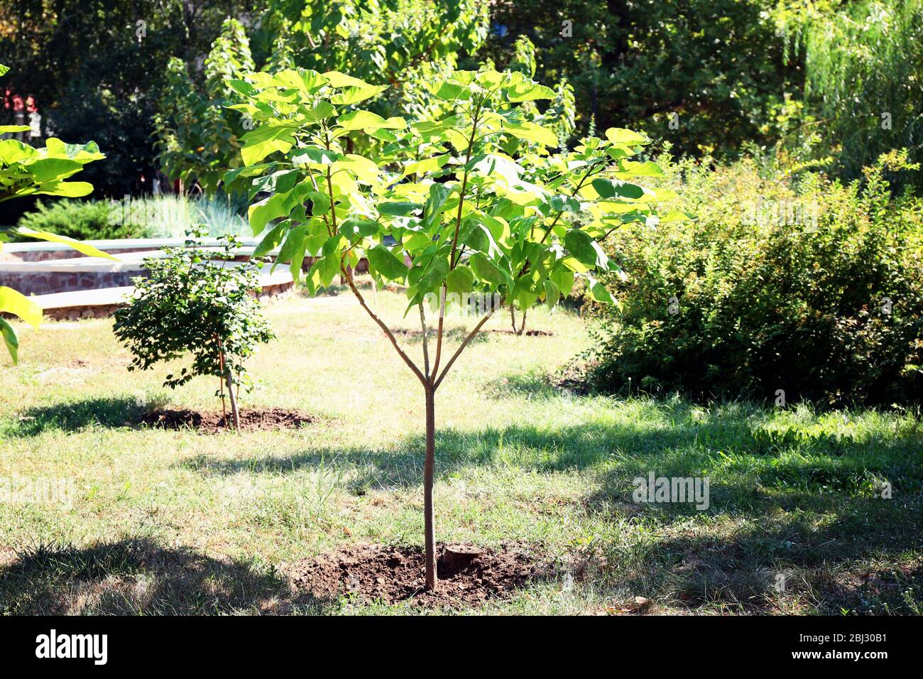 Thin green tree in the park Stock Photo - Alamy