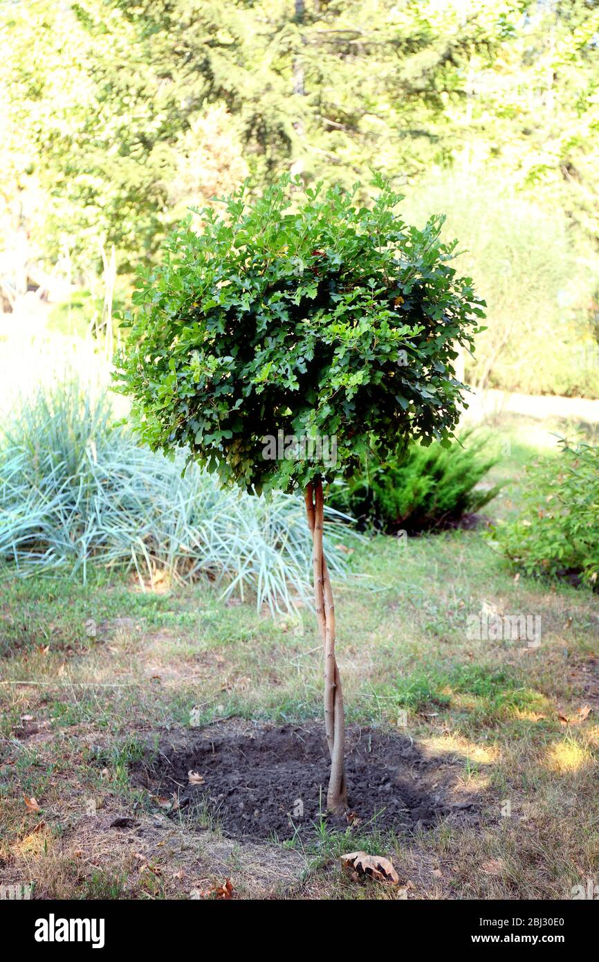 Round upper branches of tree in the park Stock Photo - Alamy