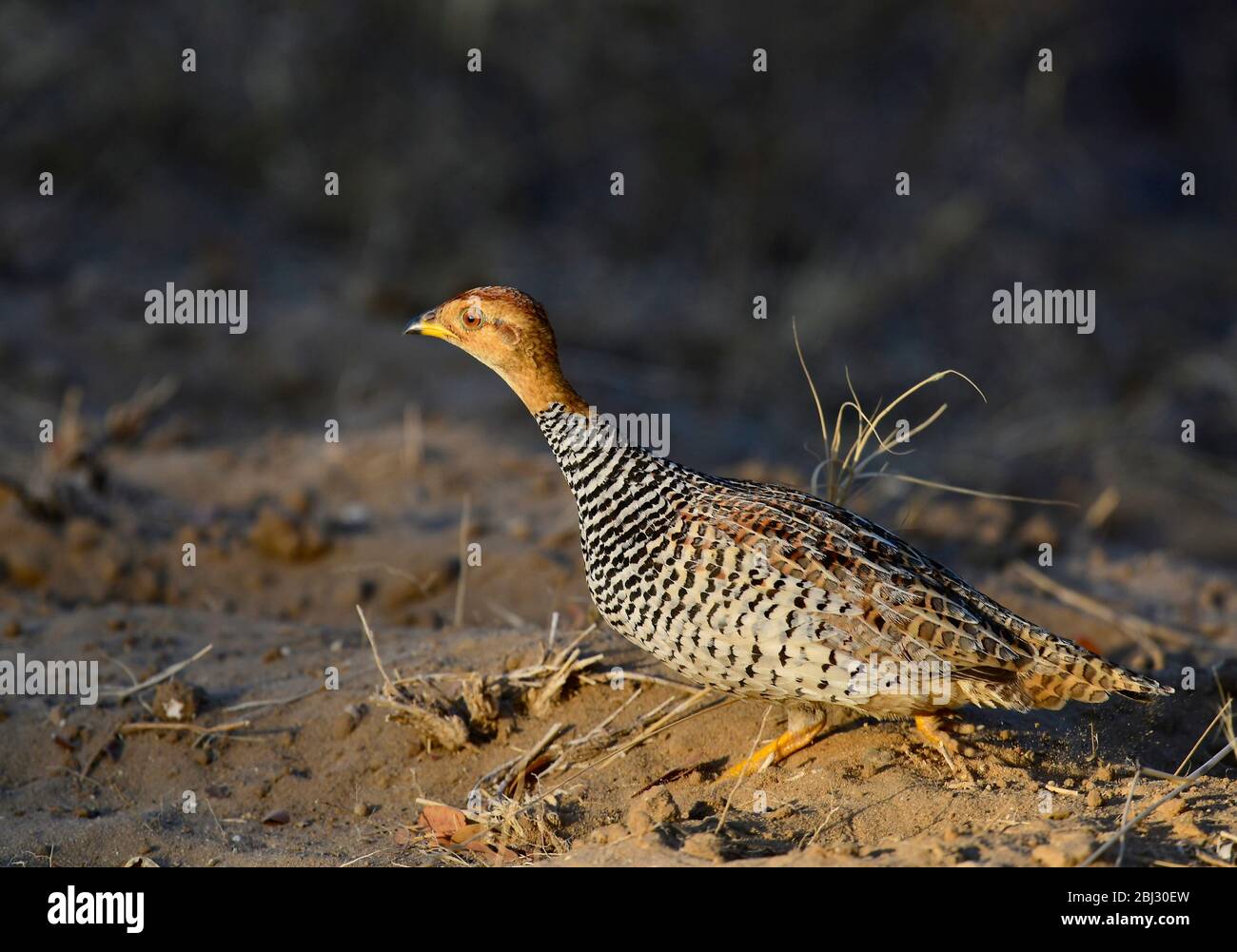 Kalahari birds hi-res stock photography and images - Alamy