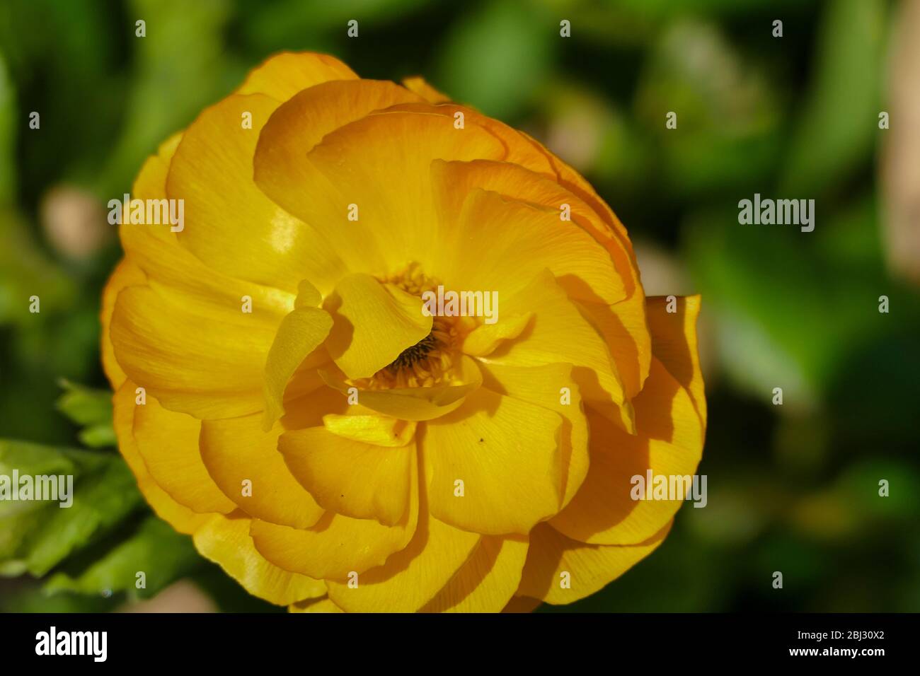 Ranunculus corms hi-res stock photography and images - Alamy