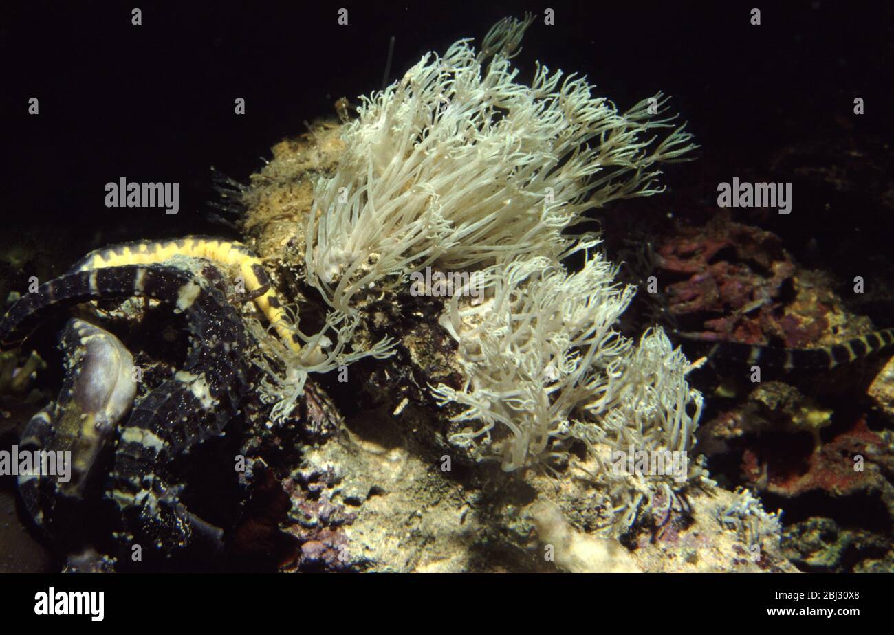 White waving hand coral, Anthelia glauca Stock Photo - Alamy
