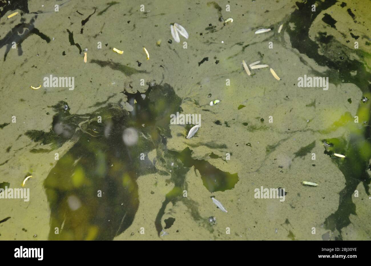 aquatic weed stain floating on water surface in pool Stock Photo - Alamy