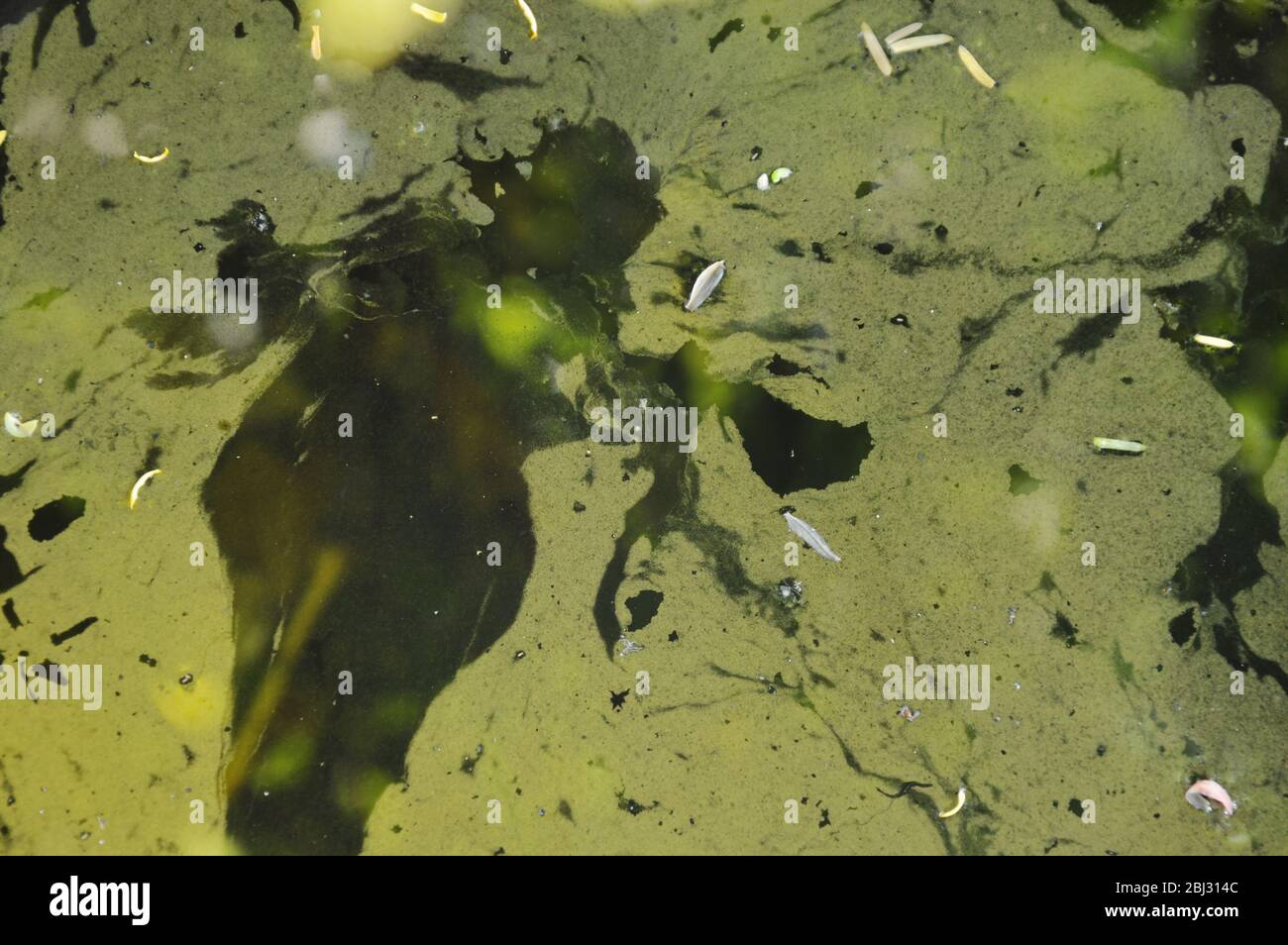 aquatic weed stain floating on water surface in pool Stock Photo - Alamy
