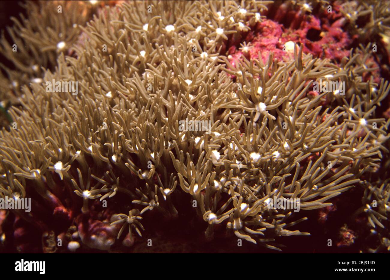 Green glove polyps, Clavularia virids Stock Photo - Alamy