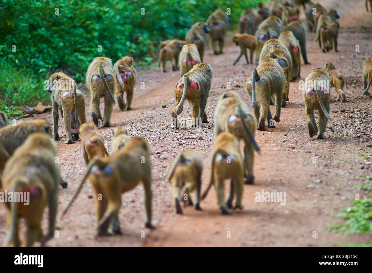 A large pack of Baboon monkeys blocking the road Stock Photo - Alamy