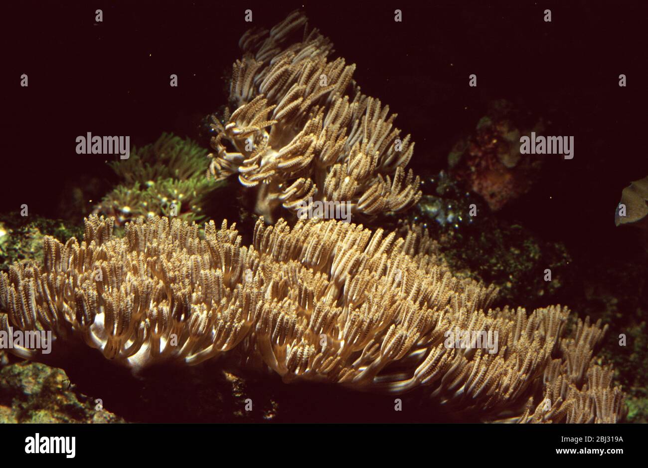 Waving algae hi-res stock photography and images - Alamy
