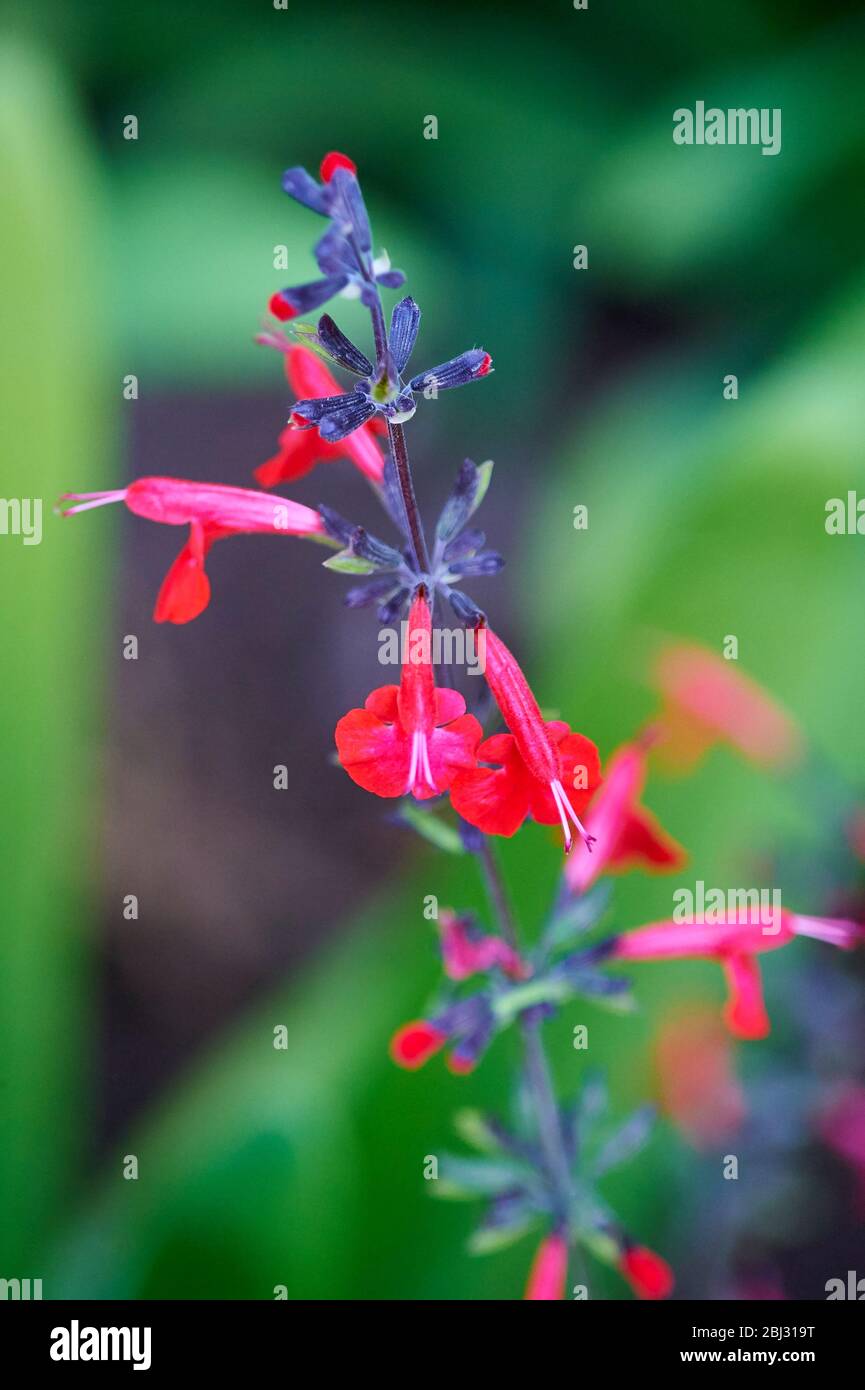 Scarlet sage hi-res stock photography and images - Alamy