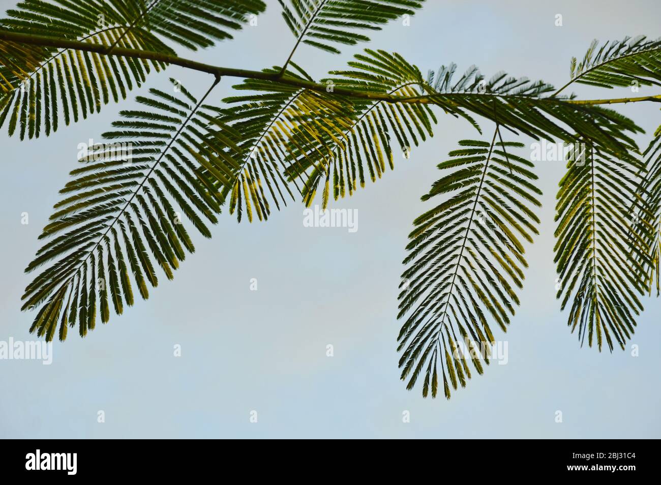 Compound leaf shape hi-res stock photography and images - Alamy