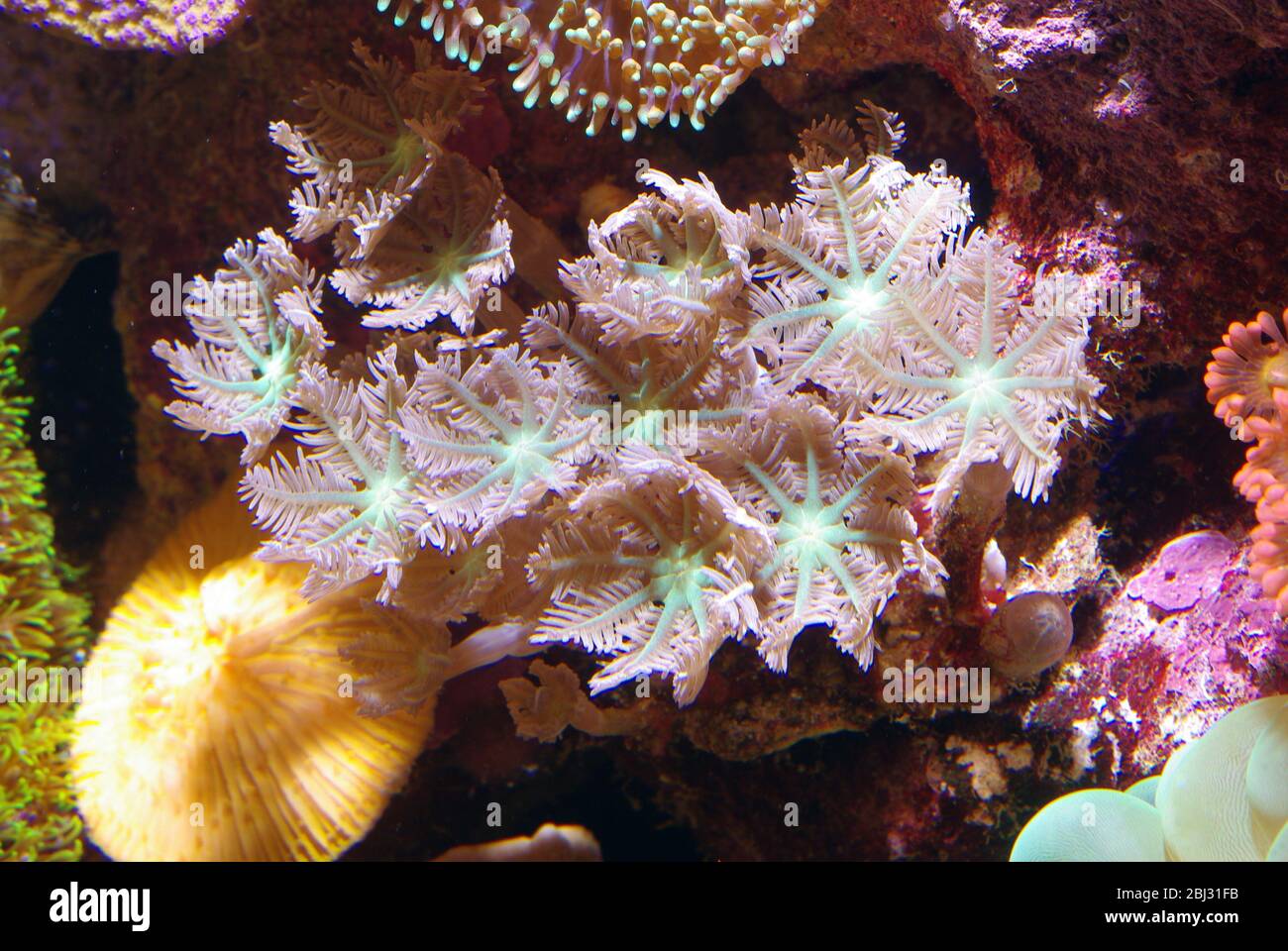 Palm glove polyps, Clavularia sp Stock Photo - Alamy