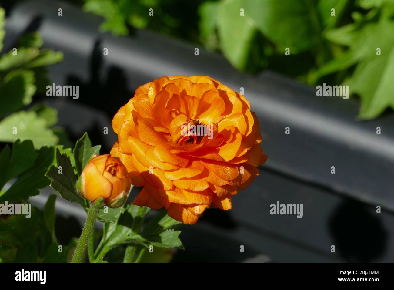 Ranunculus corms hi-res stock photography and images - Alamy