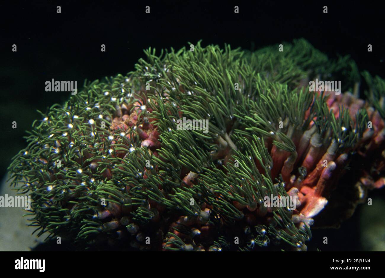 Green glove polyps, Clavularia virids Stock Photo - Alamy