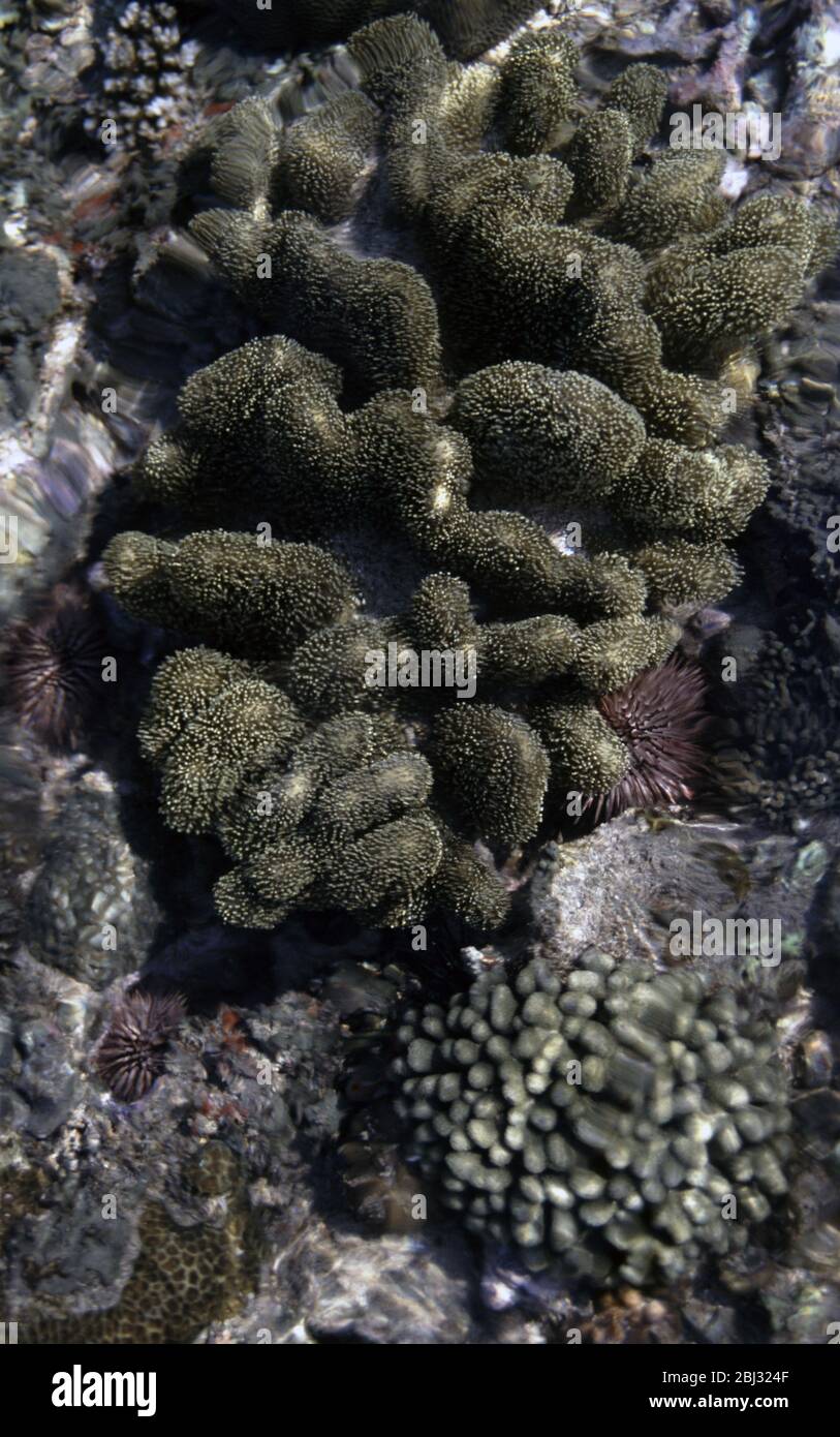Cabbage leather coral, Lobophytum crassum Stock Photo - Alamy