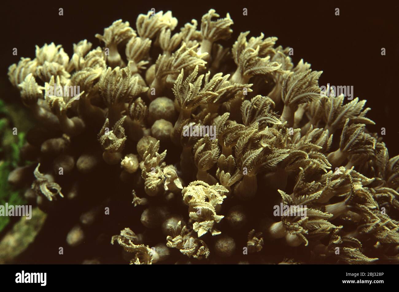 Waving hand coral, Anthelia sp Stock Photo - Alamy