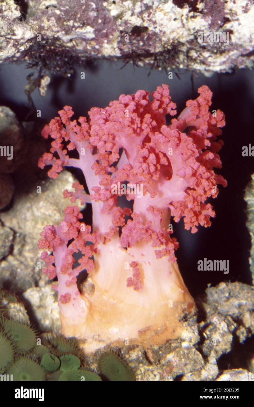 Scleronephthya sp hi-res stock photography and images - Alamy