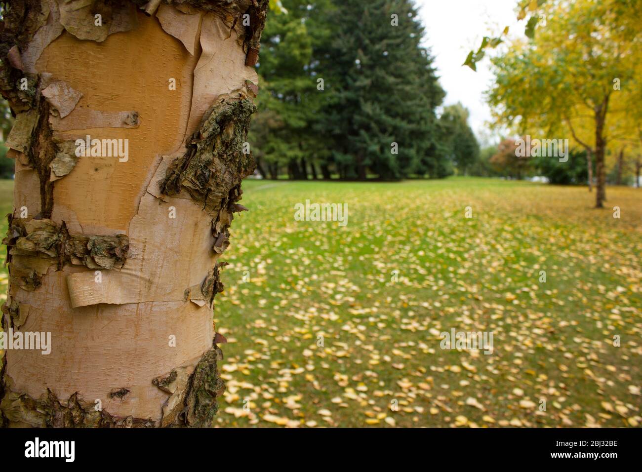 tree bark in the background of an autumn forest, park Stock Photo - Alamy