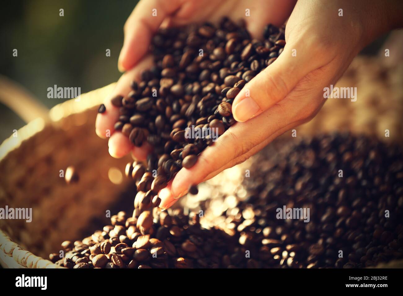 Coffee beans falling from hands onto wattled basket Stock Photo - Alamy