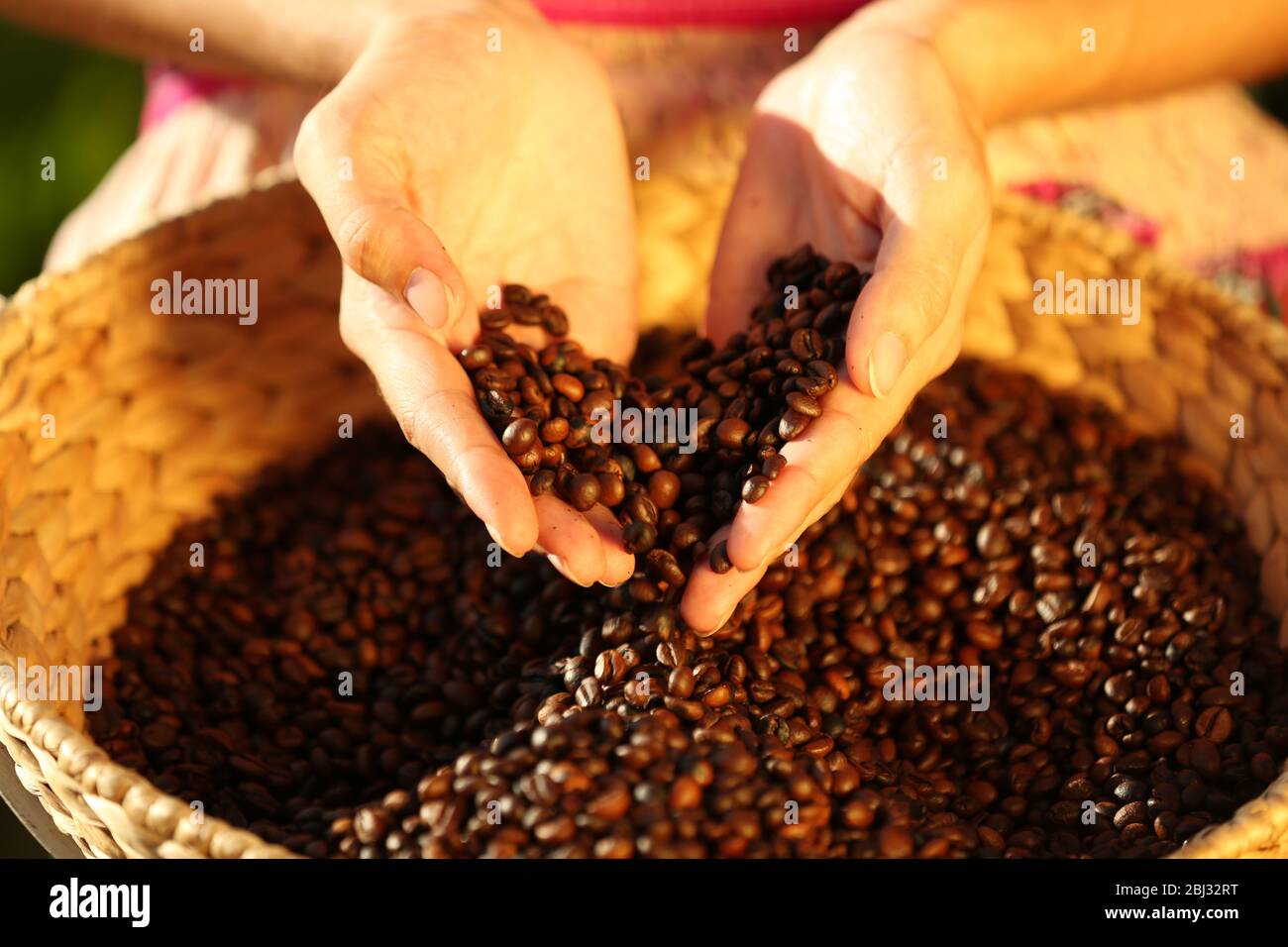 Coffee beans falling from hands onto wattled basket Stock Photo - Alamy
