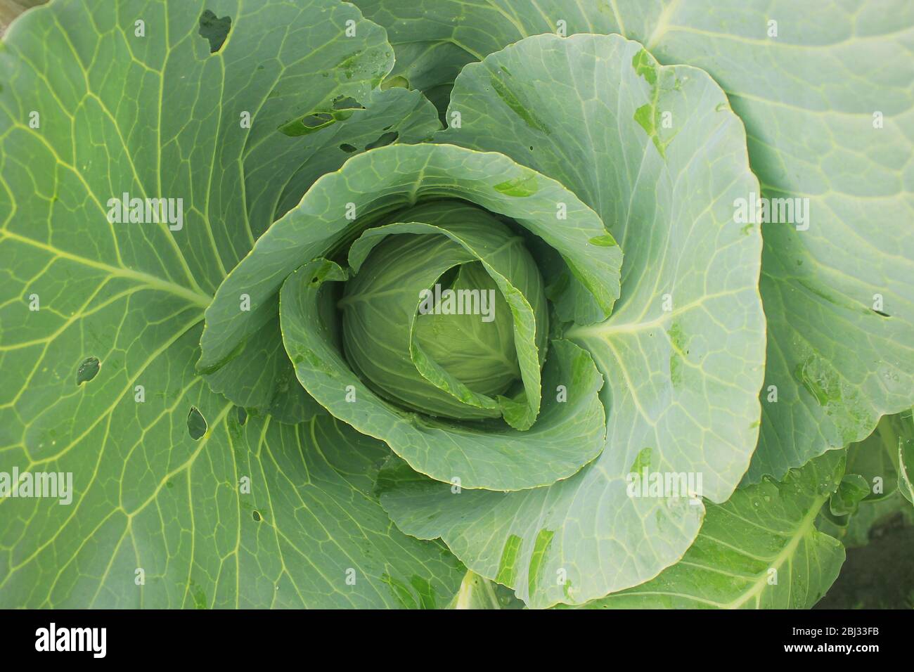 Growing cabbage in the garden Stock Photo - Alamy