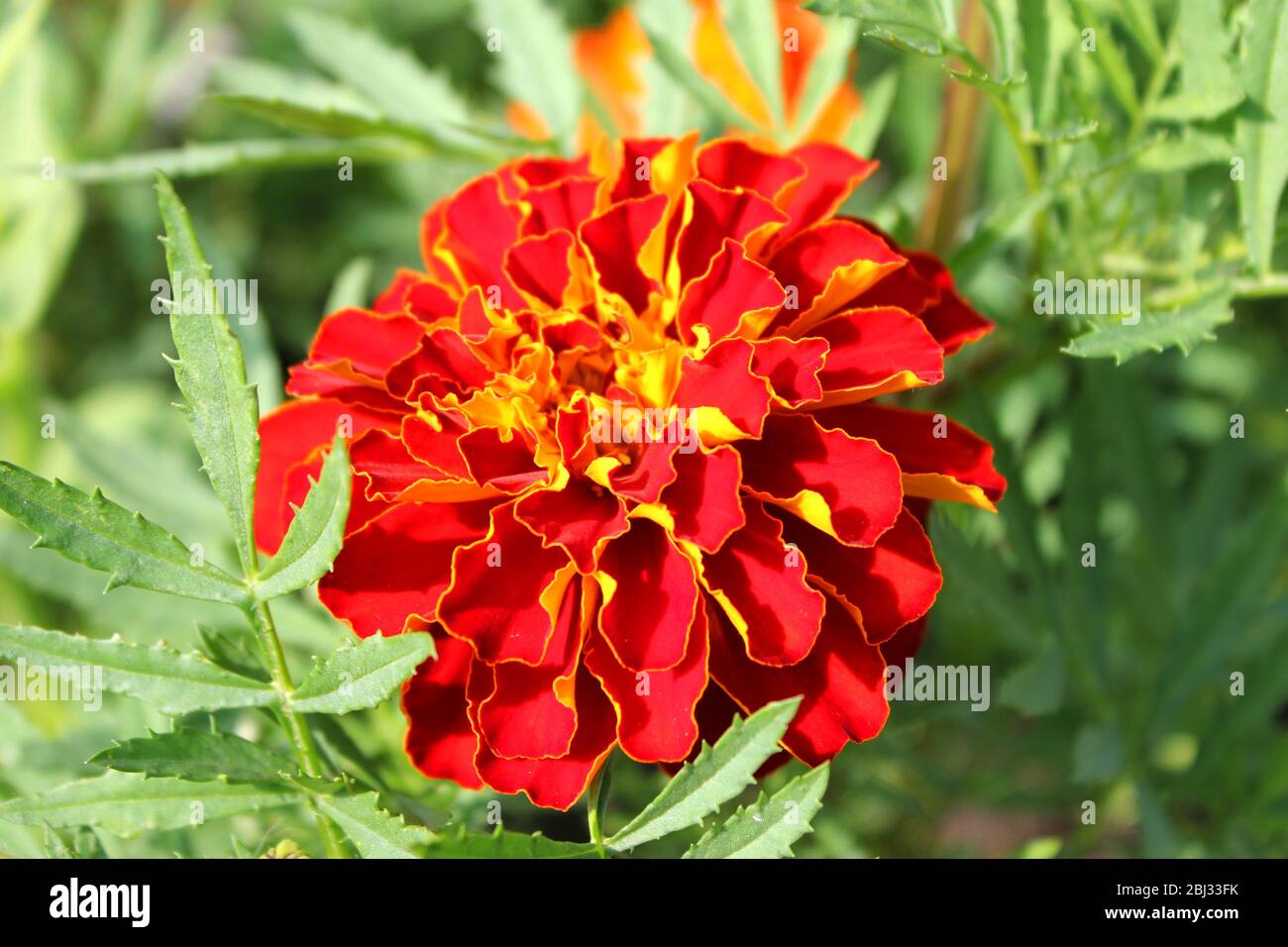 marigold flowers in the garden Stock Photo - Alamy