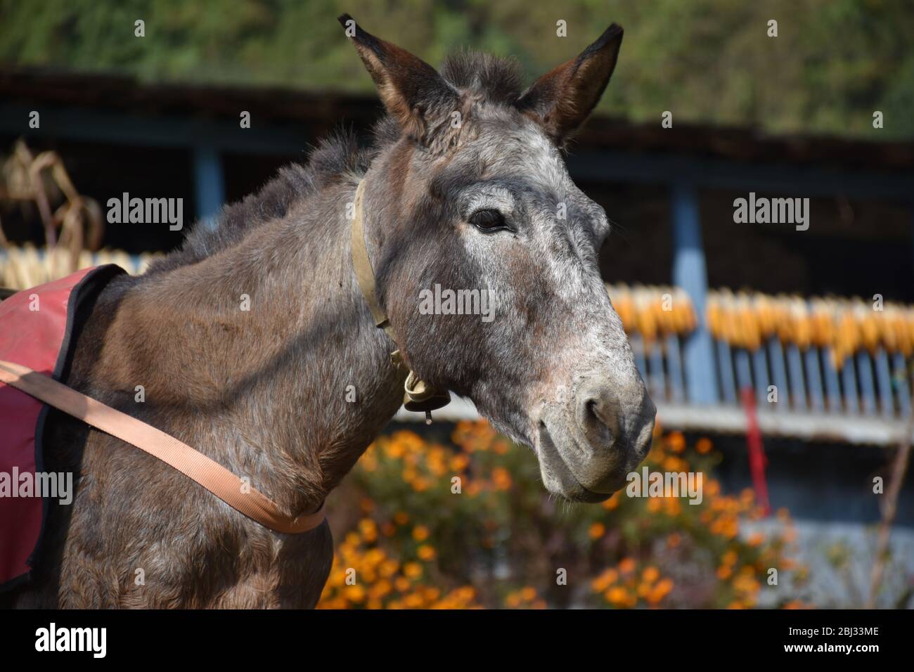 Working Donkey in Nepal Stock Photo - Alamy