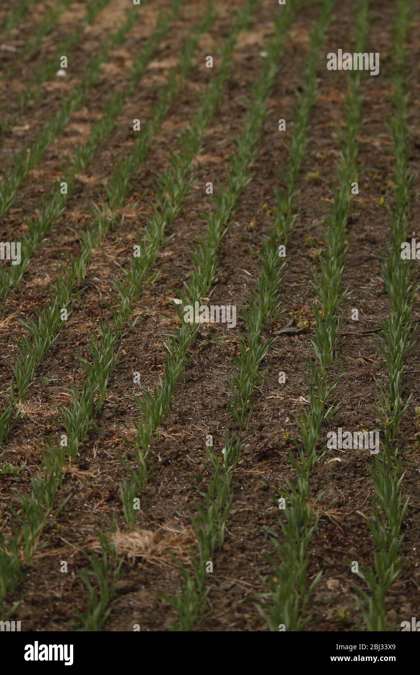 Tractor fertilizing fields Stock Photo - Alamy