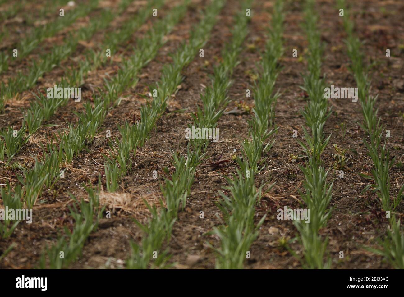 Tractor fertilizing fields Stock Photo - Alamy