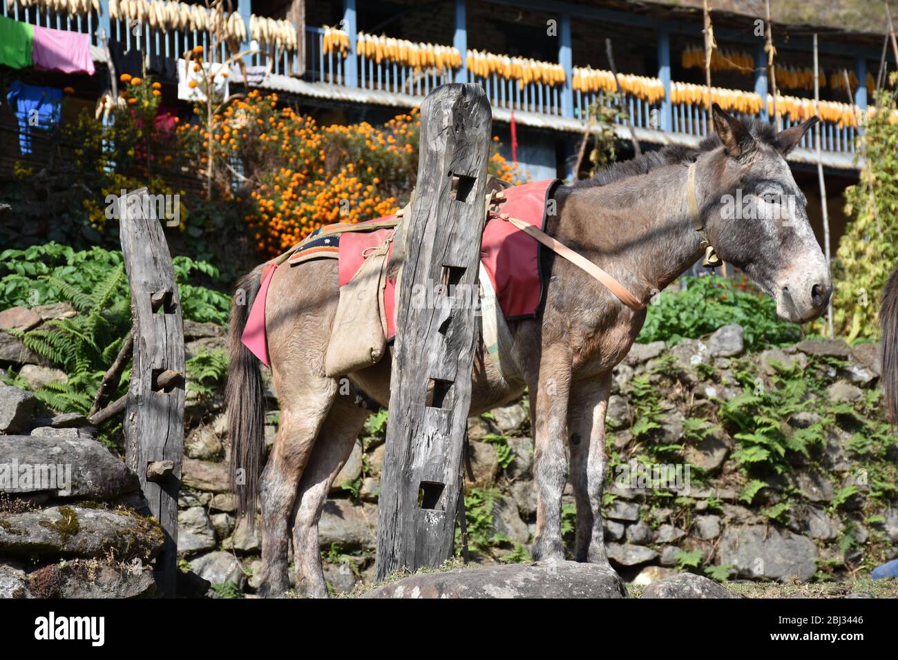 Working Donkey in Nepal Stock Photo - Alamy