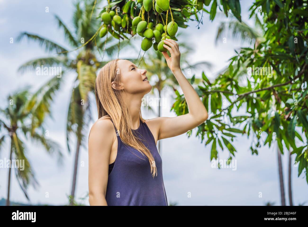 Young woman sniffing mango fruit on a tree in the garden. Harvesting ...
