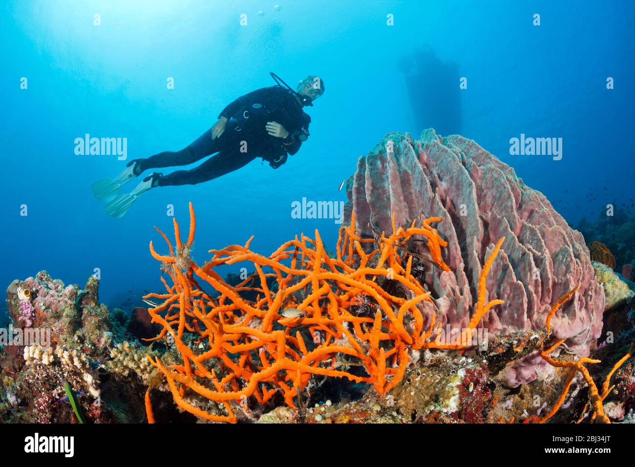 Scuba Diver over Coral Reef, Kimbe Bay, New Britain, Papua New Guinea ...