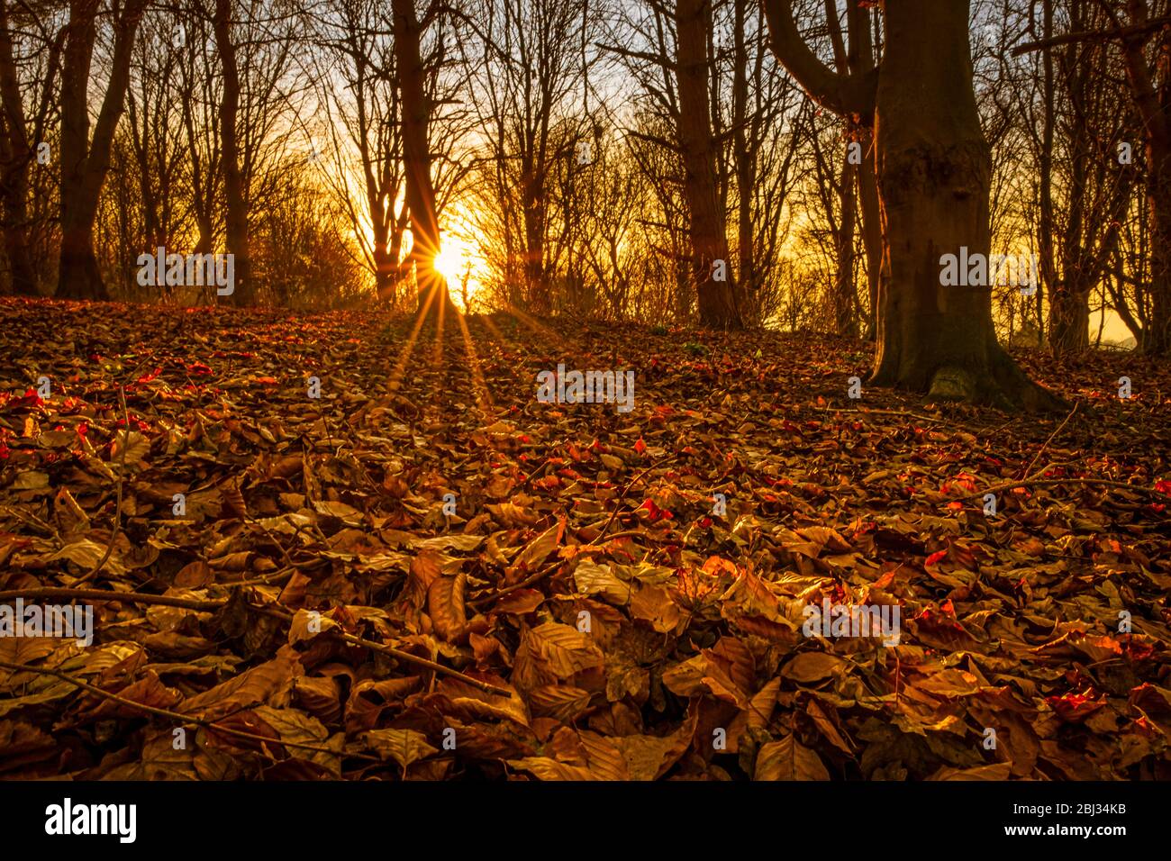 Sunset in beech woodland near Rutland Water Stock Photo - Alamy
