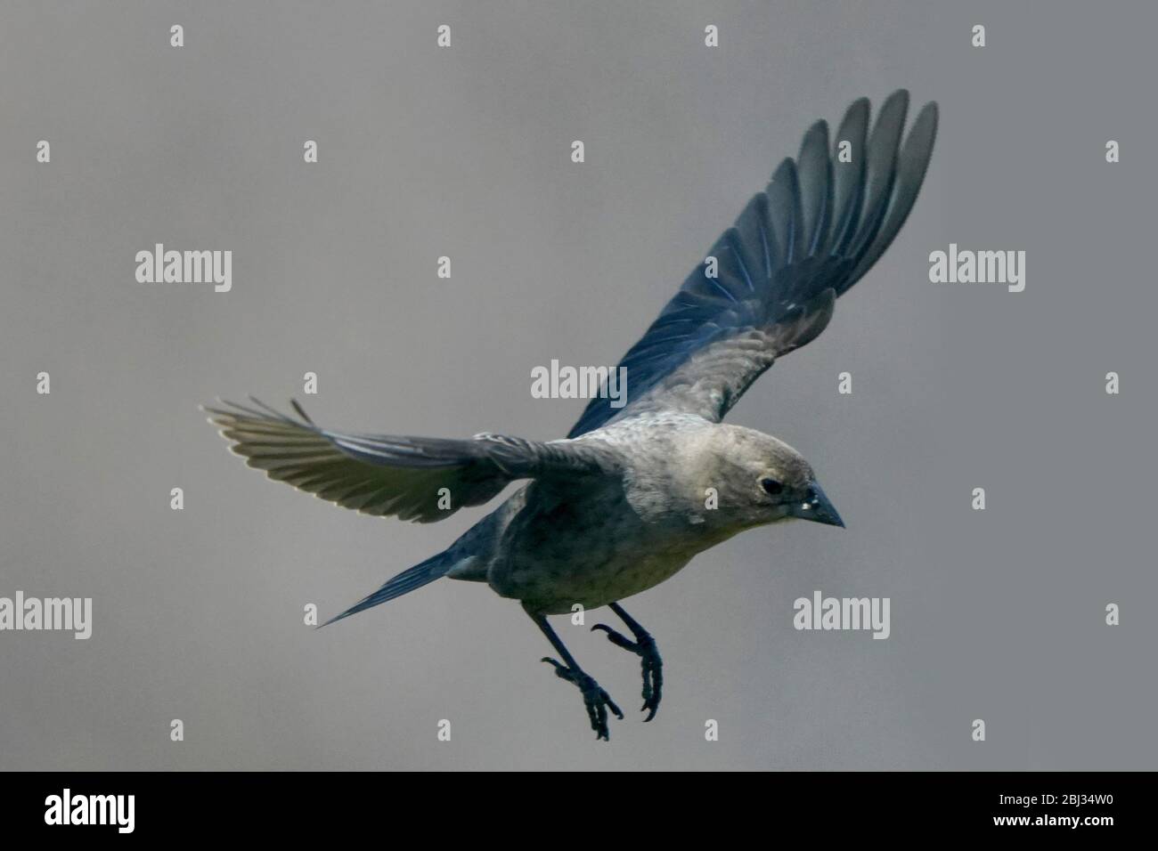 Female Cowbird in flight Stock Photo - Alamy