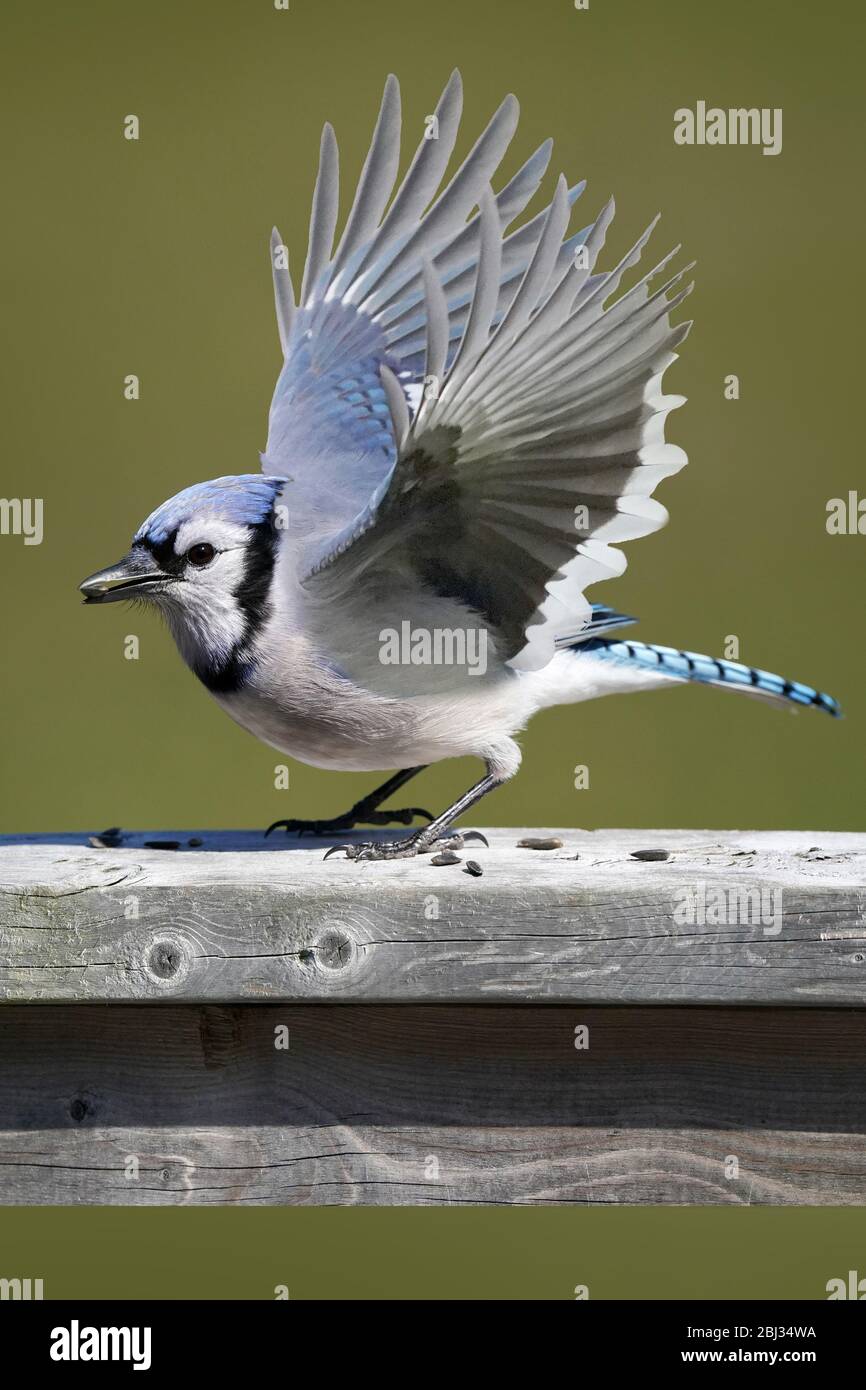 Blue Jay hopping or flapping wings Stock Photo - Alamy