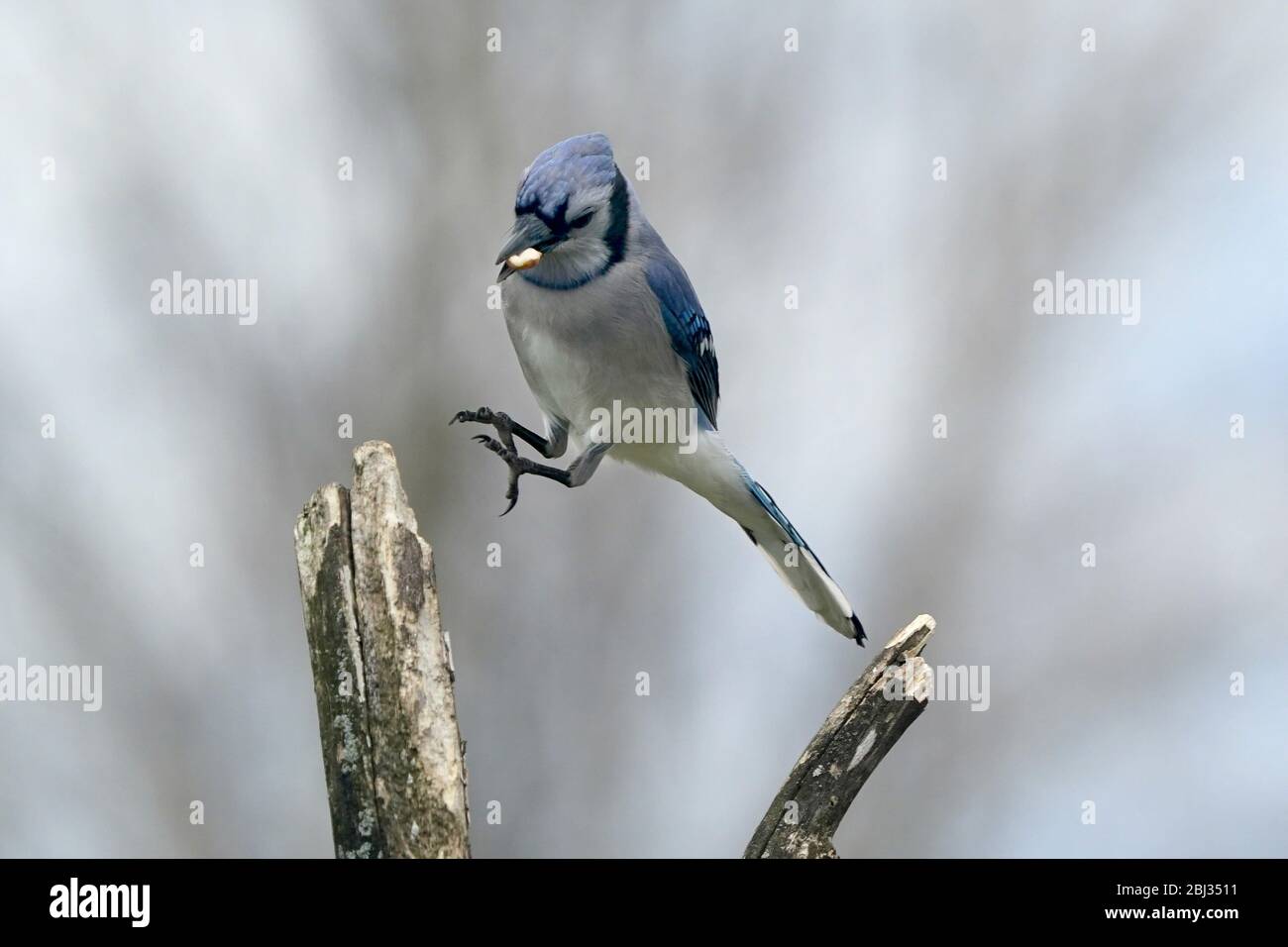 Blue Jay hopping or flapping wings Stock Photo - Alamy