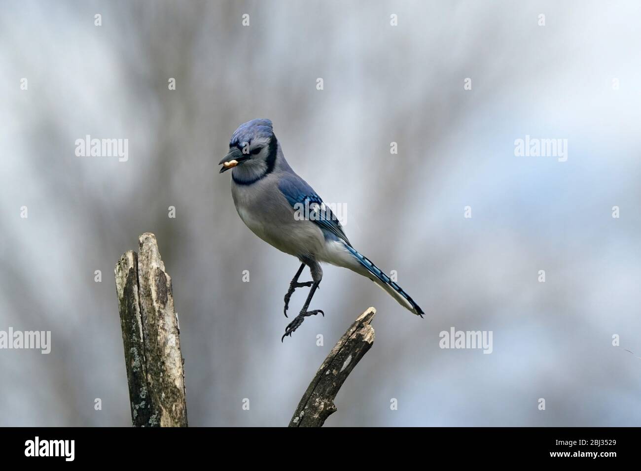Blue jay in nature reserve hi-res stock photography and images - Alamy
