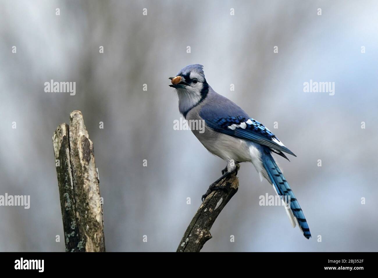 Blue Jay hopping or flapping wings Stock Photo - Alamy