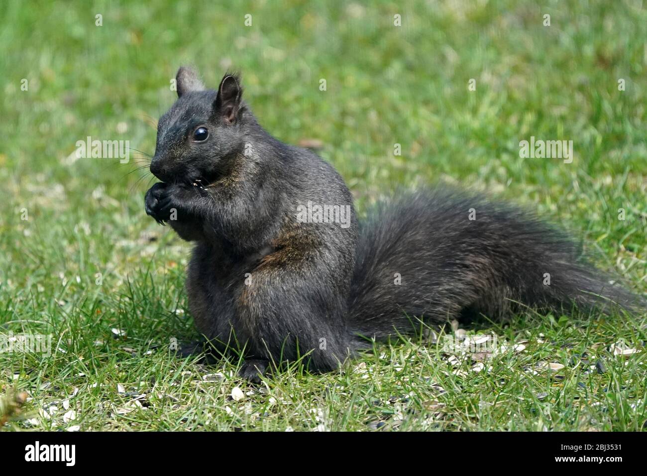 Nusicance at bird feeders hi-res stock photography and images - Alamy