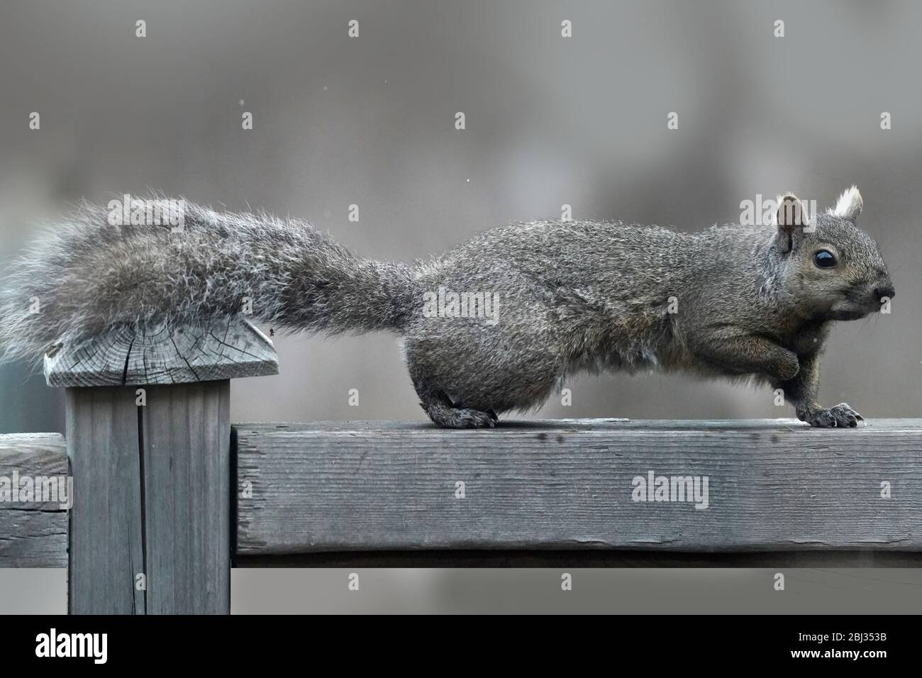 Red squirrel native area hi-res stock photography and images - Alamy
