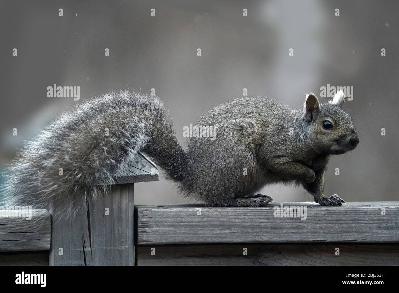 Nusicance at bird feeders hi-res stock photography and images - Alamy