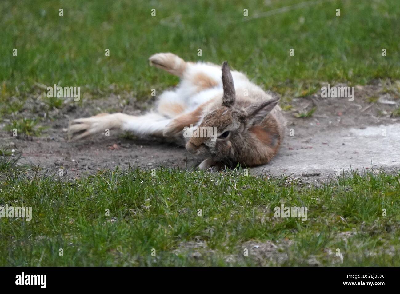 Wild bunny in backyard rolling and grazing Stock Photo - Alamy