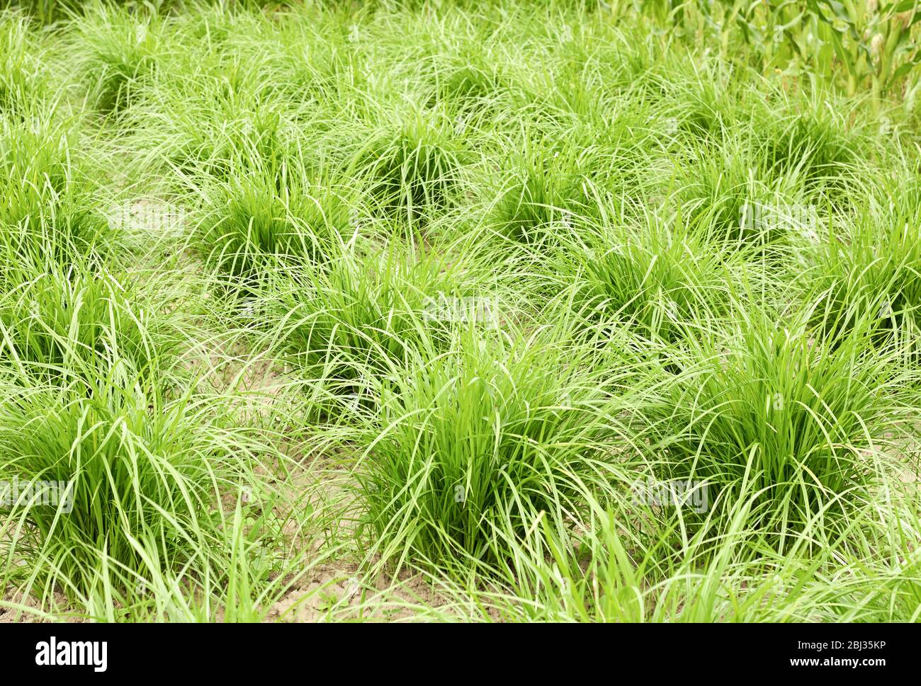 Earthnut sedge in the field, nature background, earth almond plant ...