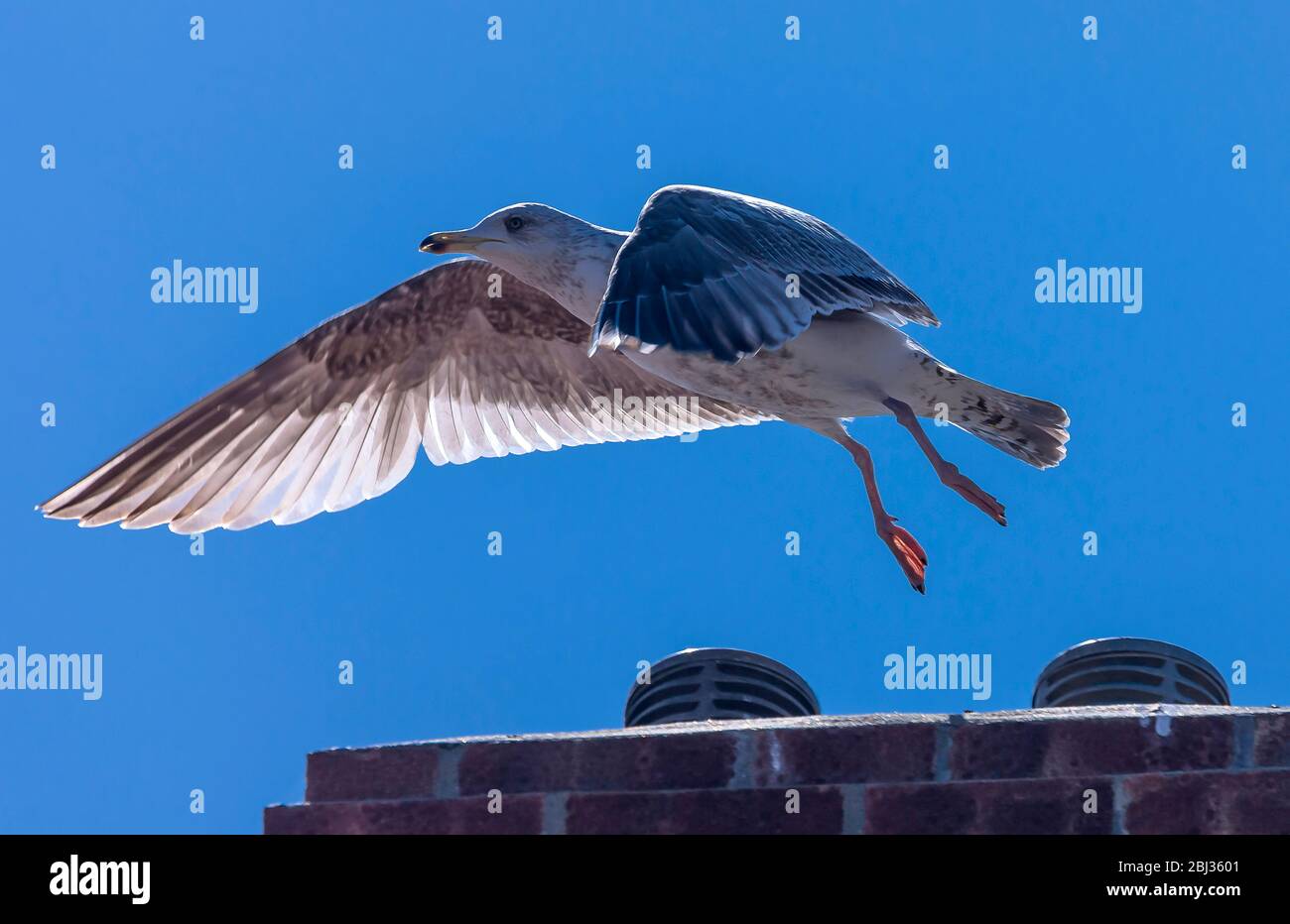 A seagull takes off from a chimney stack Stock Photo - Alamy