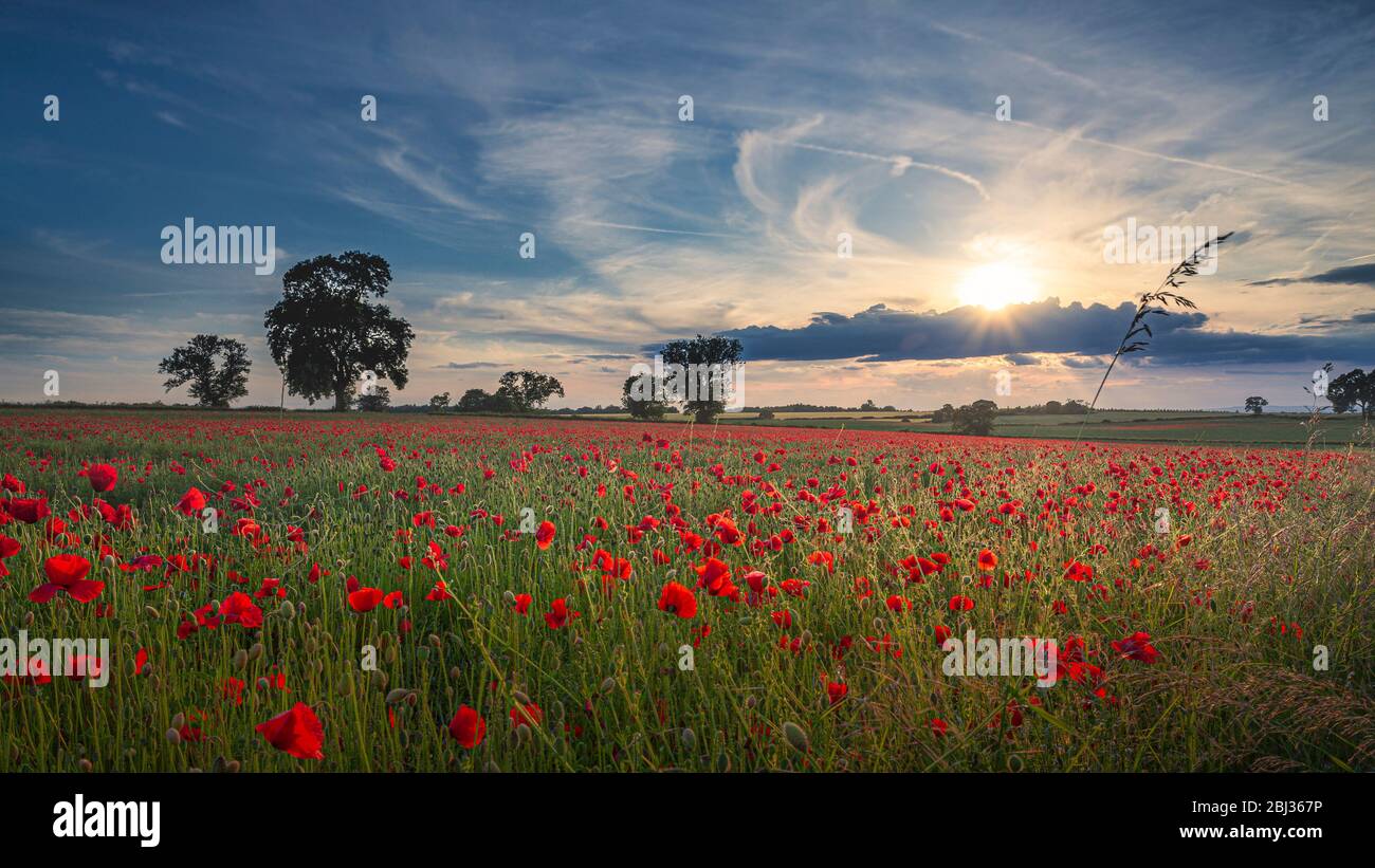 A poppy field at sunset Stock Photo - Alamy