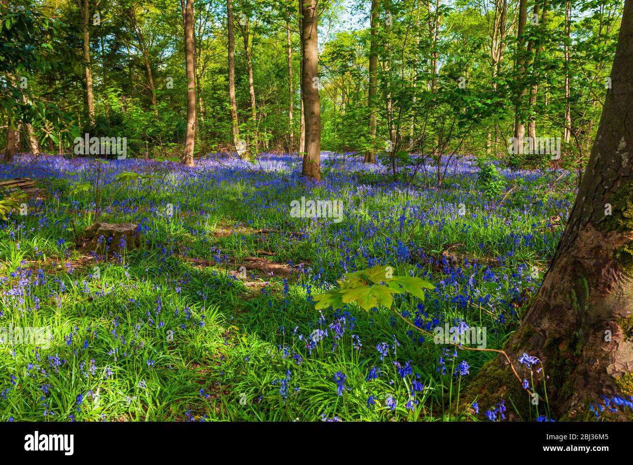 A bluebell wood in spring Stock Photo - Alamy