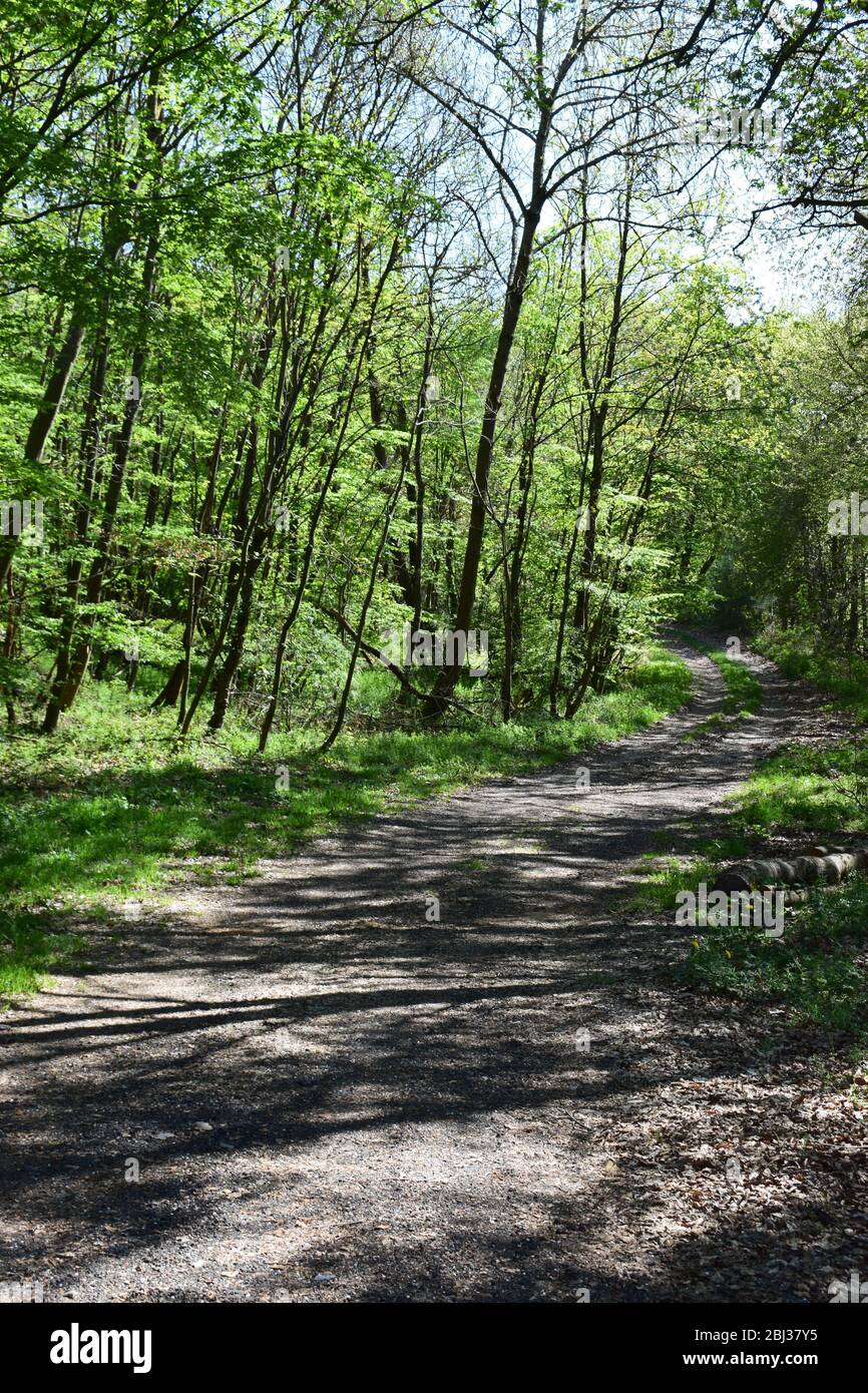forest path in spring Stock Photo - Alamy