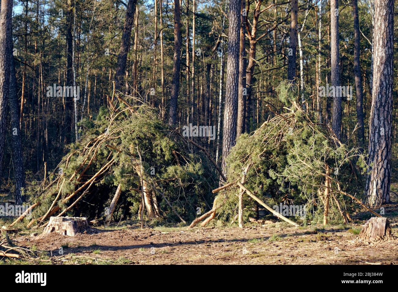 Tipi in woods hi-res stock photography and images - Alamy